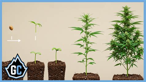 Weed Grow Cycle Glacier Canna