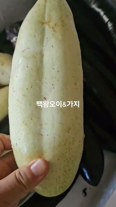 씨앗스토리 백왕오이 나눔 감사농사는 이런 맛이지 오고 가며 나누는 정농사는 찐우정 행복해서 별다방 커피 보내드림언니 고마워요잘 먹고 내년 파종할게요 Youtube