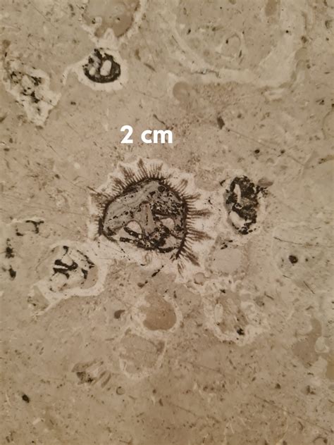 Tile Fossil Rfossilid