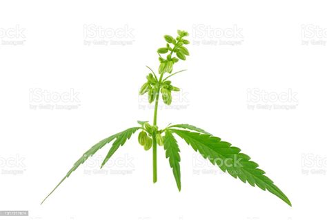흰색 배경에 고립 대마초 공장 대마 잎이 닫힙다 마리화나 녹색 잎 0명에 대한 스톡 사진 및 기타 이미지 0명 Thc