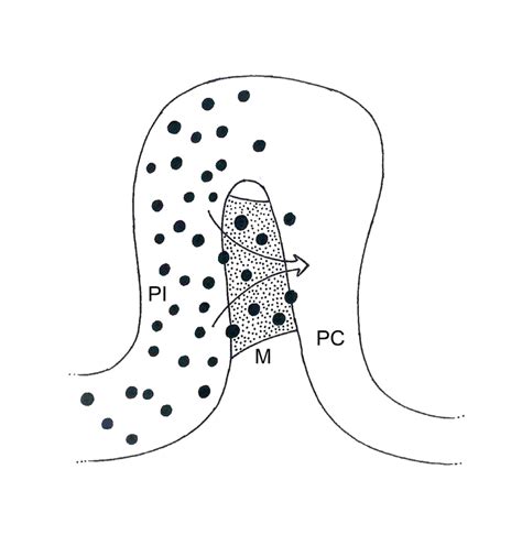 Transmesenteric Migration Of Precursor Cells Of The Enteric Nervous Download Scientific Diagram