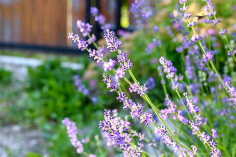 When To Harvest Lavender For The Best Fragrance And Blooms Homes And Gardens