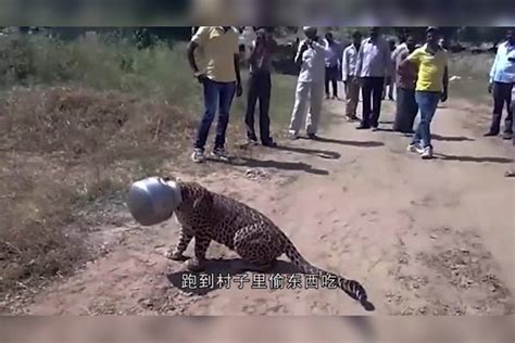 海边看见戴太阳帽的神秘生物男子好奇走近一看笑到肚子疼 生物 太阳帽 男子