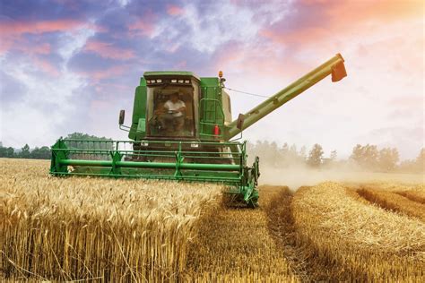 WHEAT Triticum Aestivum L Farmpally Tropical Region Devotions