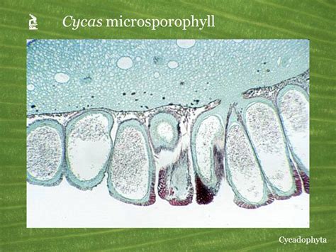 Phylum Cycadophyta Microscope