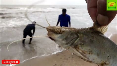 வேளாங்கண்ணி கடல் கரையில் கொத்துக்கொத்தாக கெளுத்தி மீன் பிடிக்கும் வீடியோ Youtube