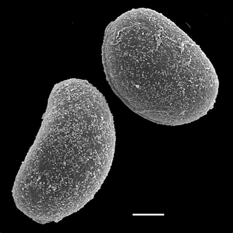 Blechnum Occidentale Blechnaceae