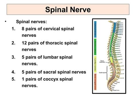 Anatomy Classification Of Spinal Nerves Pptx