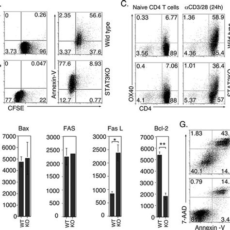 Stat3 Directly Binds To Foxo1 Or Foxo3a Promoter And Overexpression Of
