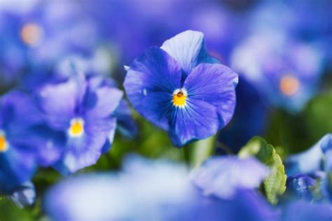 Versatile Violet Stugardens Design