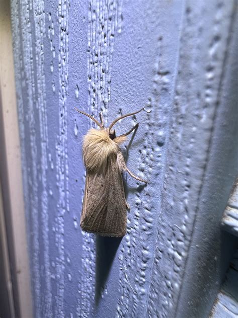 Sesamia Inferens Walker