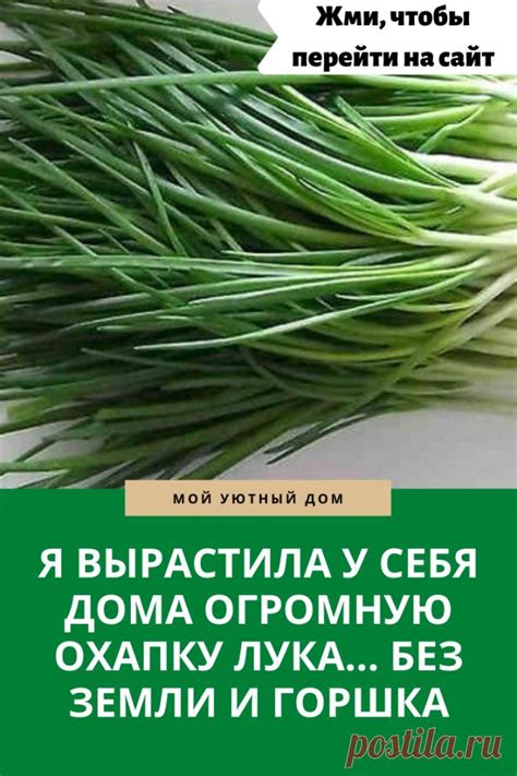 Полезные Советы в 2024 г Вырастить зеленый лук Выращивание зеленого лука Гидропонное садоводство