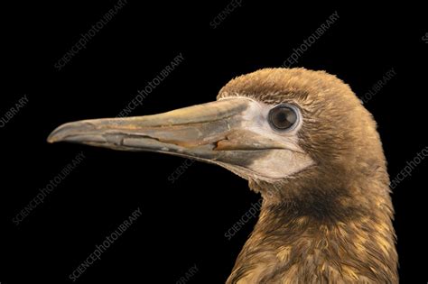 Red Footed Booby Stock Image C0594747 Science Photo Library