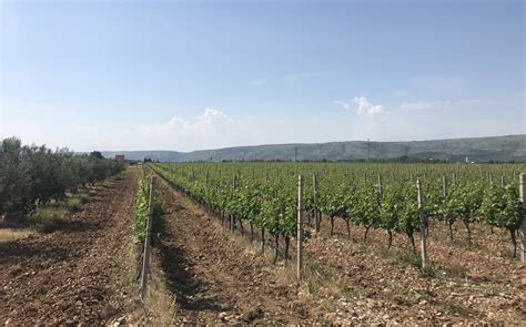 Započeo Skup 130 Godina Organiziranoga Vinogradarstva I Vinarstva U