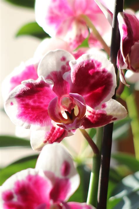 花 兰花 Pixabay上的免费照片 Pixabay