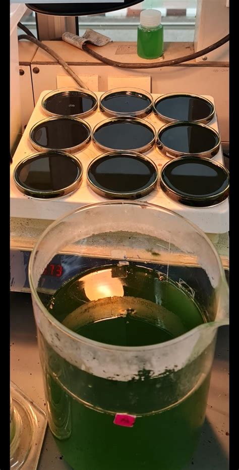Algae Drying R Algae