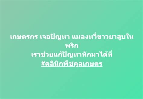 คลินิกพืชคูลเกษตร Koolkaset Agri Clinic เกษตรกร เจอปัญหา แมลงหวี่ขาว