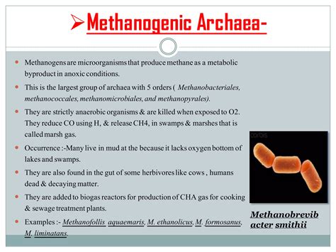Archaebacteria Pdf
