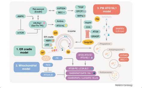 Autophagy Intersections With Conventional And Unconventional Secretion
