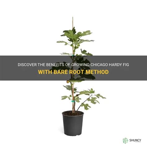Discover The Benefits Of Growing Chicago Hardy Fig With Bare Root