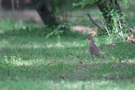 Robin