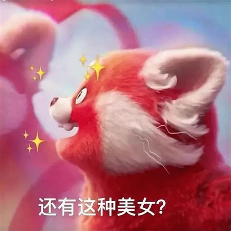 《青春变形记》红熊猫 红熊猫激动兴奋的一脸花痴的凝视，还有这种美女？表情包图片动图 求表情网 斗图从此不求人