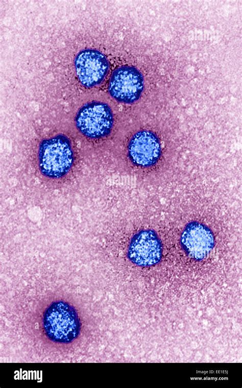 Flaviviridae Stock Photos Flaviviridae Stock Images Alamy