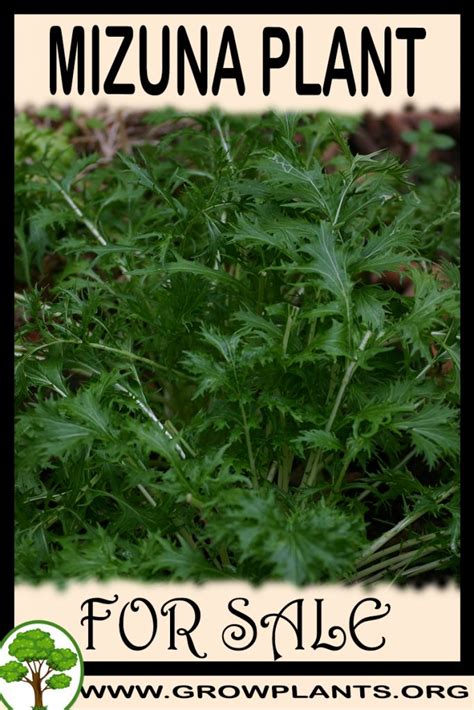 Mizuna - How to grow & care