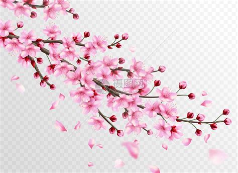 盛开的樱花插画图片下载 正版图片302554532 摄图网