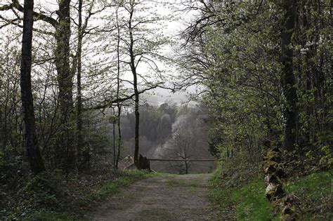 Forest Path Cabinets Free Photo On Pixabay Pixabay