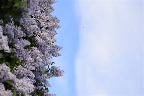 꽃이 피는 라일락 아름 다운 보라색 라일락 꽃 야외 4월에 대한 스톡 사진 및 기타 이미지 4월 5월 계절 Istock