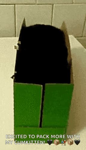 Box Fight Kitten Cat Box Discover Share Gifs Vrogue Co