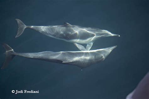 Unsafe Sex Dolphins Photographed Mating While Bow Riding Pete Thomas