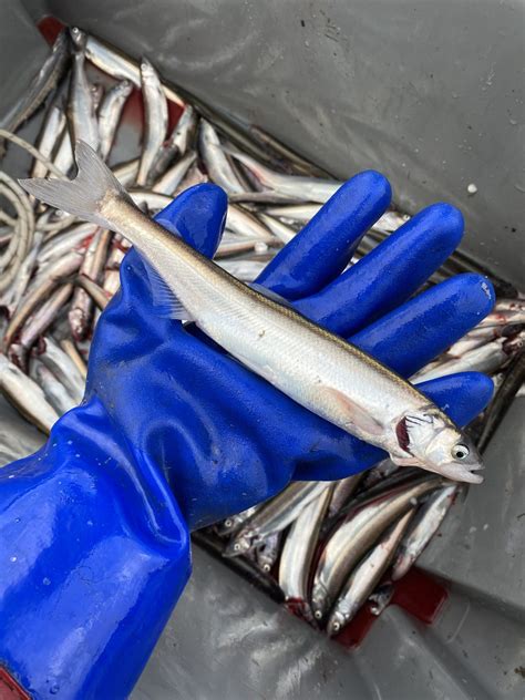 The Eulachon Run On The Ksiyeen Visit Prince Rupert