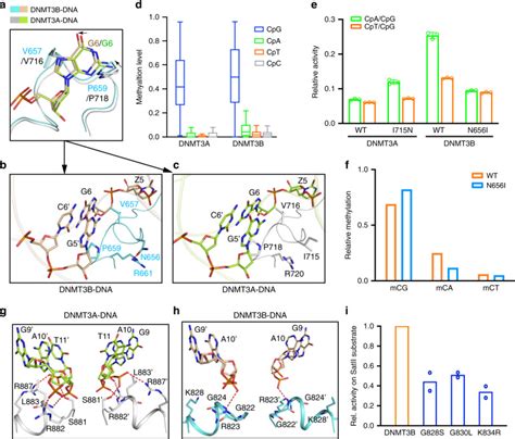 Comprehensive Structure Function Characterization Of Dnmt3b And Dnmt3a