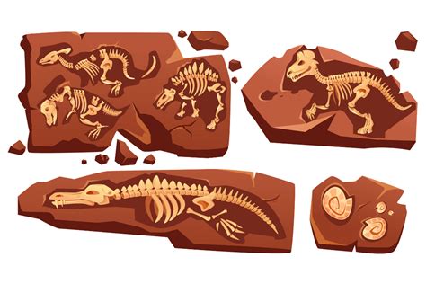 Dinosaur Fossils Graphic By Myteamart · Creative Fabrica