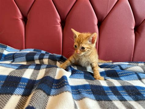 코리안숏헤어 푸딩 샴분양가격 셀커크렉스분양가격 스코티쉬폴드분양가격 스핑크스분양가격 아메리칸숏헤어분양가격 아메리칸컬분양가격 아비시니안분양가격 엑조틱분양가격 터키시앙고라분양가격