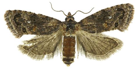 False Codling Moth Greenlife 2025 Update