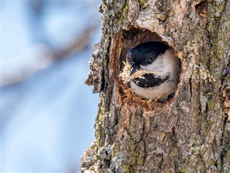 Cavity Nesting Birds Fascinating Insights For Enthusiastic
