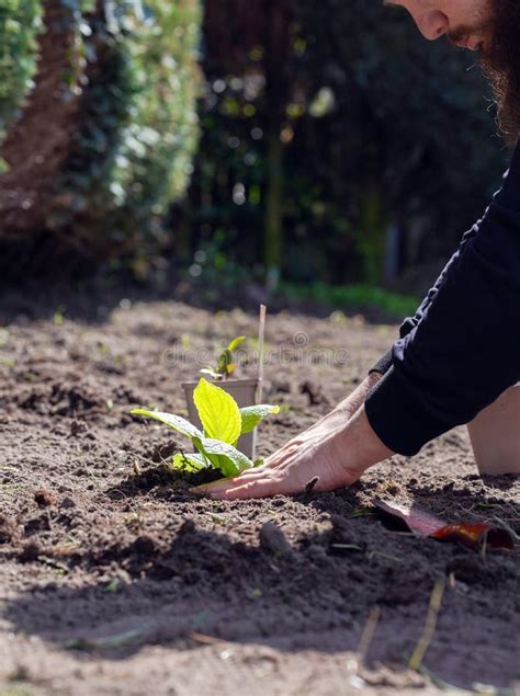 Mãos De Dois Homens Plantando Uma árvore Ou Planta Jovem Enquanto