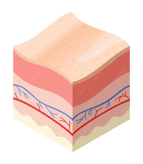 Premium Vector Skincare Medical Concept Problems In Crosssection Of