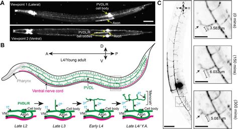 Branching And Elongation Of Pvd Neuron Dendrites During A 5 H