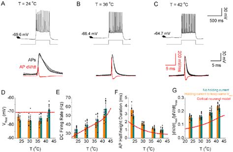 Increasing Temperature Increases Neuronal Responsiveness In Layer 2 3