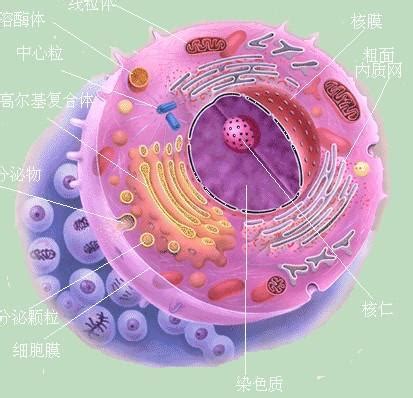 魔术贴用于人体细胞 中国基因网