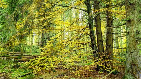 Зеленый лес и деревья · 1920x1080 Full Hd бесплатная фотография от 78999437 картинки и