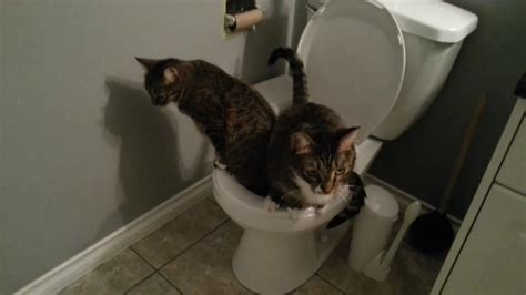人間用トイレで用を足す2匹のニャンコ！なぜ2匹同時なのかは不明｜ねこナビ