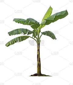 雨打芭蕉叶带愁 心同新月向人羞 馨兰意望香嗟短 迷雾遥看梦也留图片 绿意盎然图片素材 花瓣网