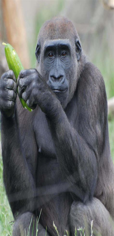 Download Pixel 3xl Gorilla Background