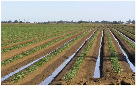 Irrigação na agricultura saiba quais são os principais tipos