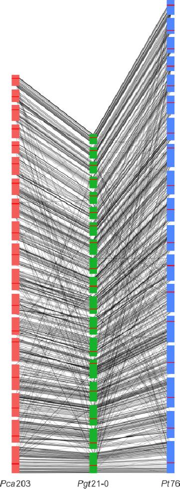 Synteny Plot Demonstrating Connections Between Busco Genes Of The